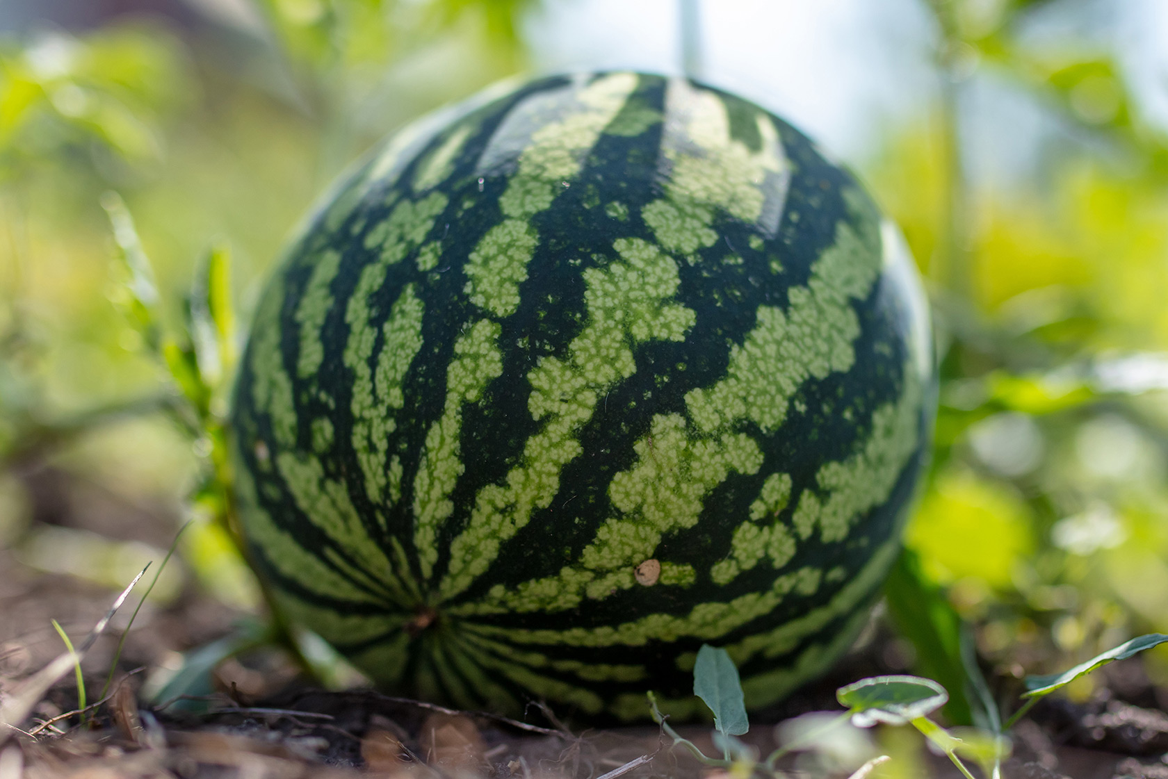 Melonen aus dem eigenen Garten – mit JUMBO