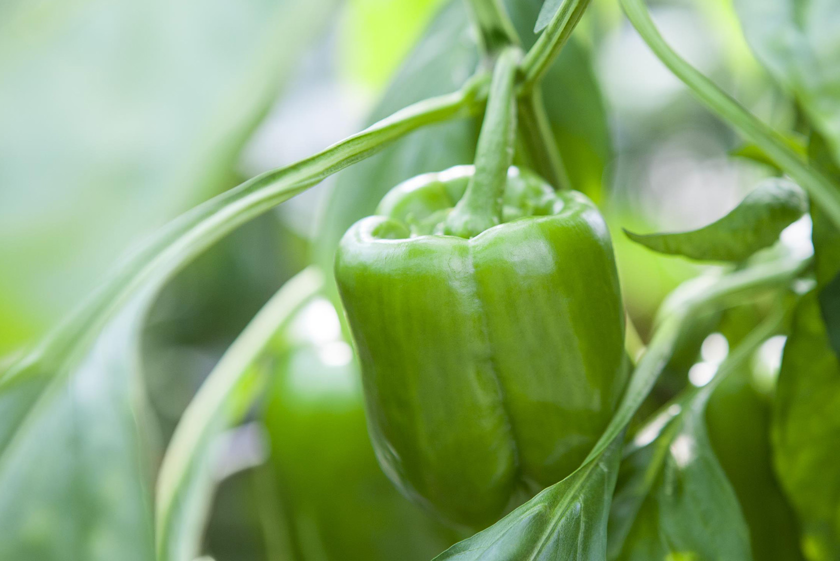 Peperoni aus dem eigenen Garten – mit JUMBO