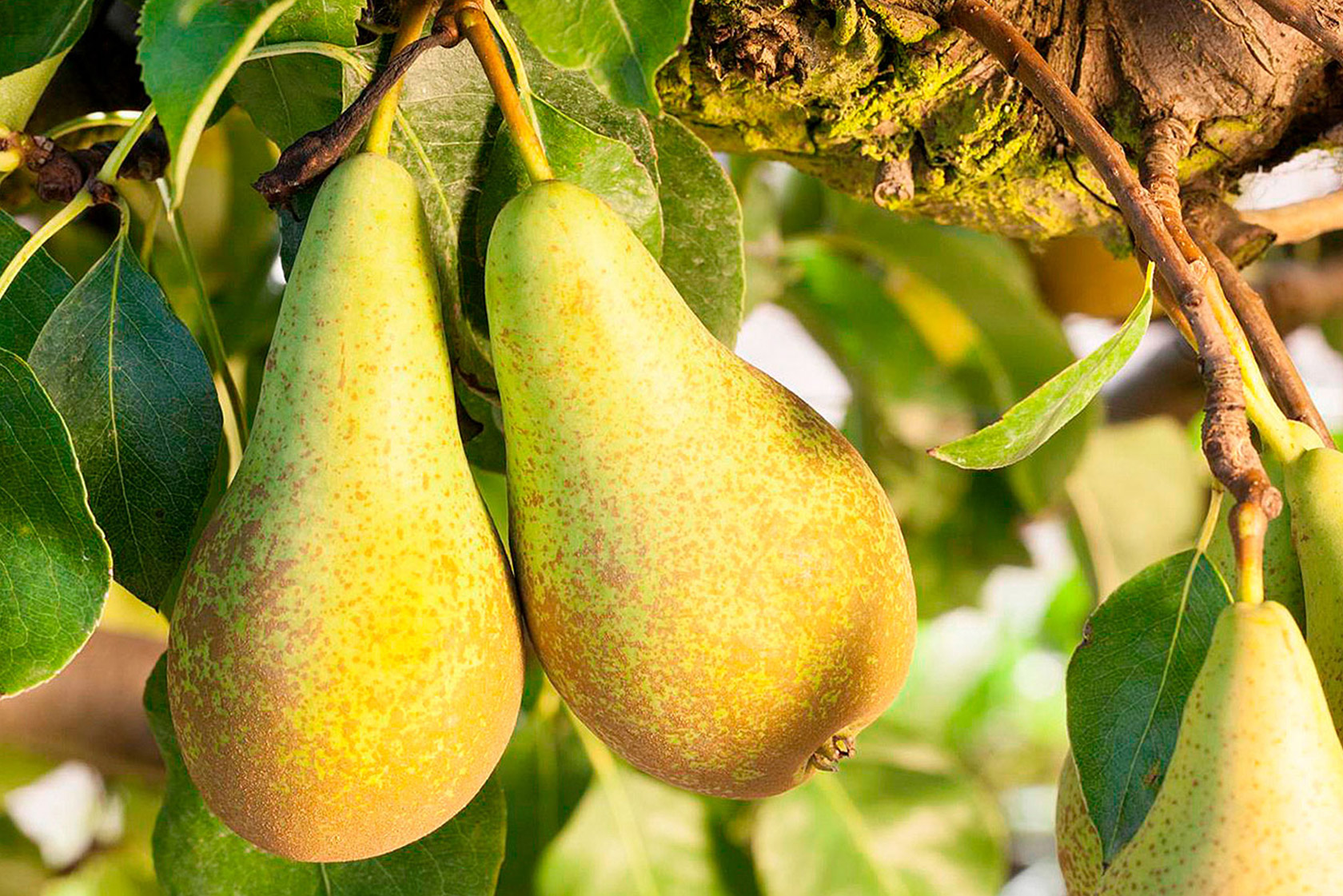 Birnen aus dem eigenen Garten – mit JUMBO