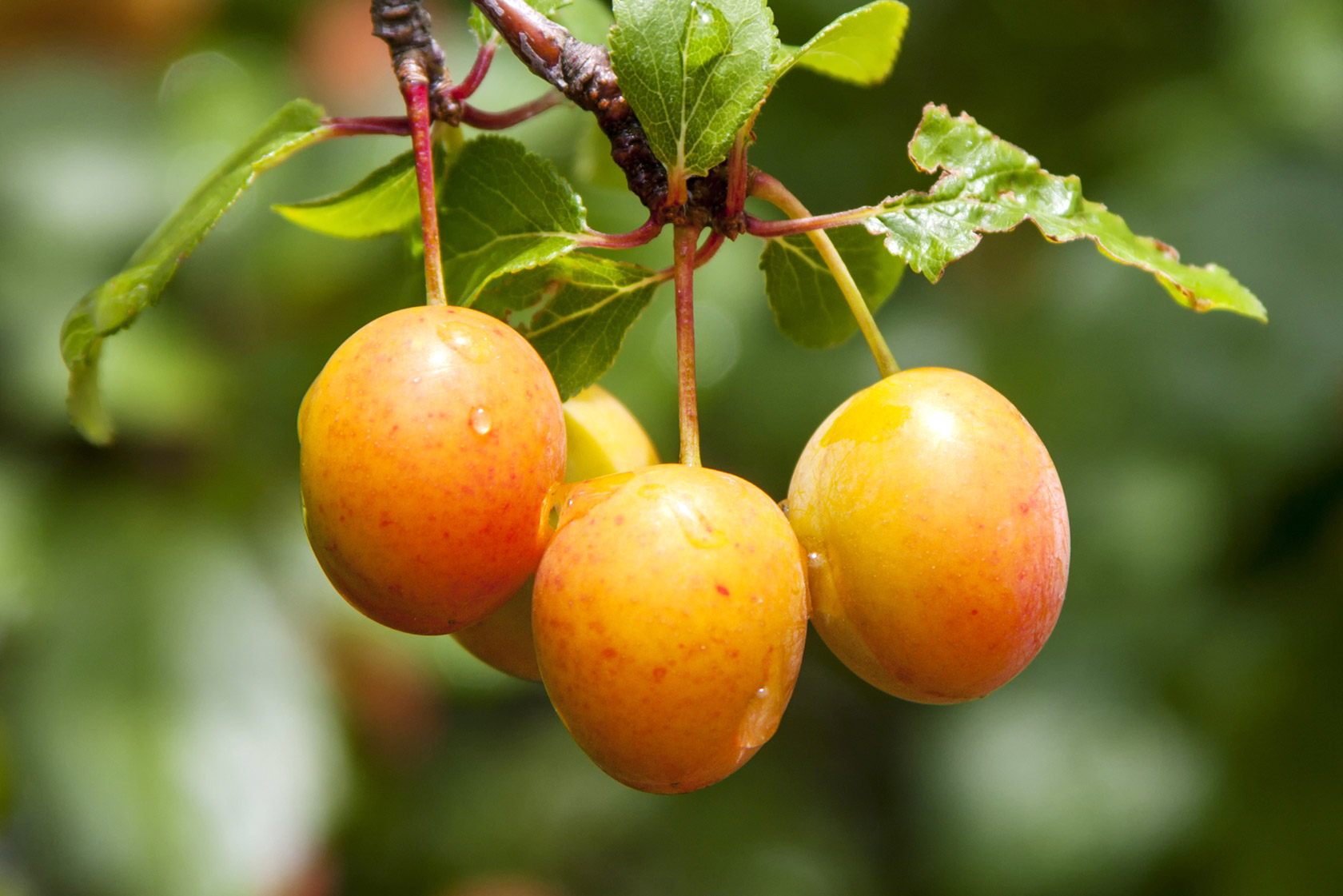 Mirabellen aus dem eigenen Garten – mit JUMBO