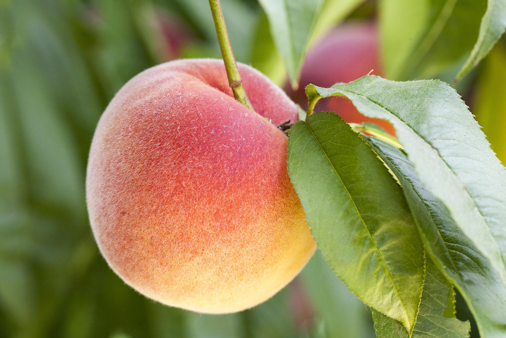 Pfirsiche aus dem eigenen Garten – bei JUMBO