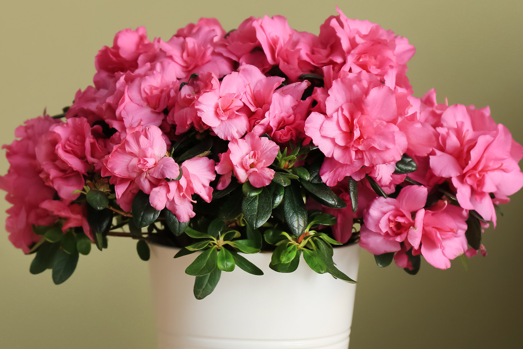 Azaleen richtig pflegen mit JUMBO