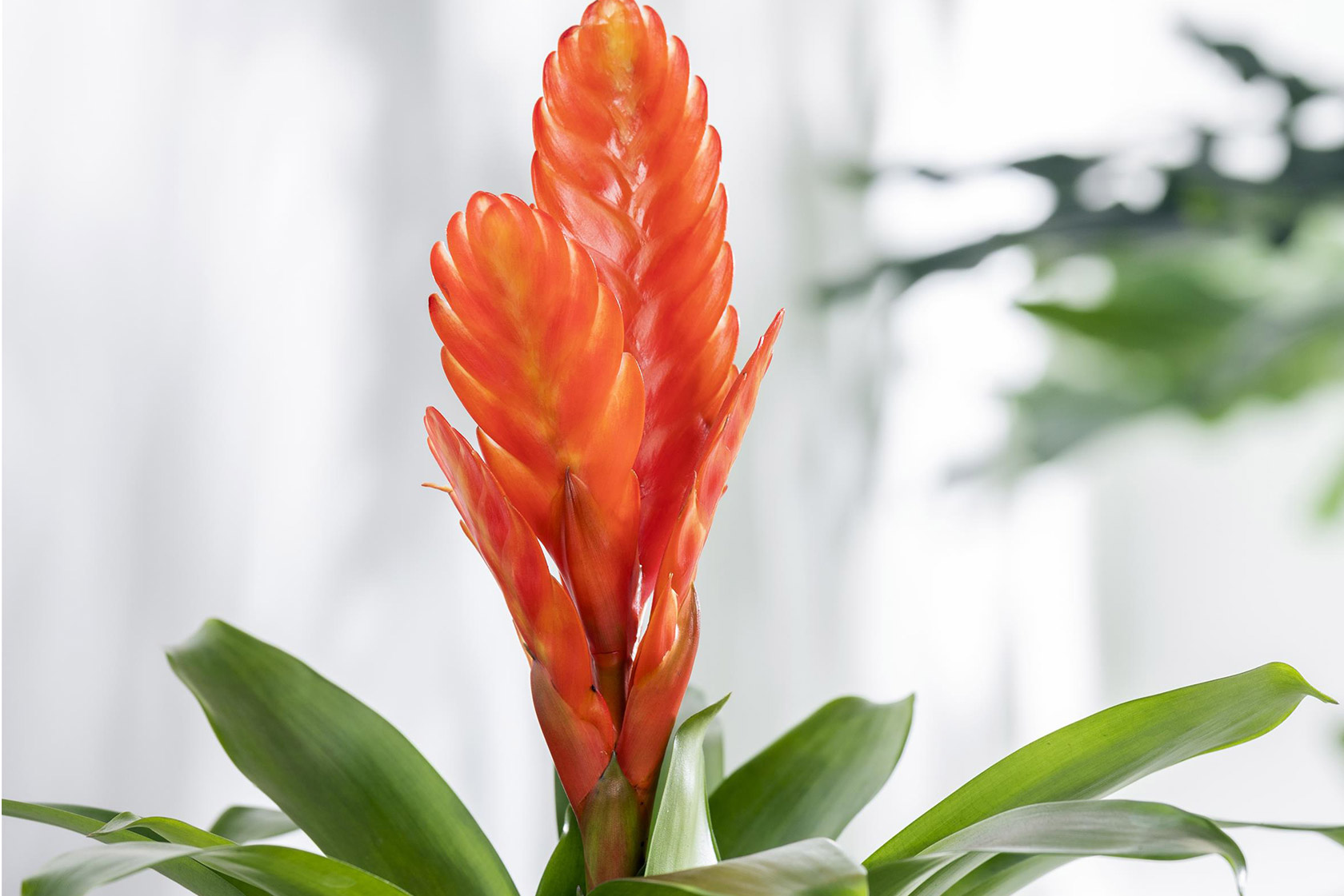 Vriesea richtig pflegen mit JUMBO
