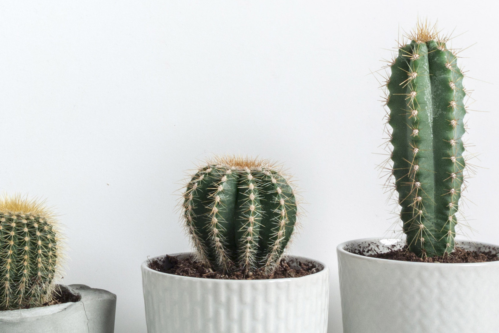 Cactus à la maison ou au bureau avec JUMBO