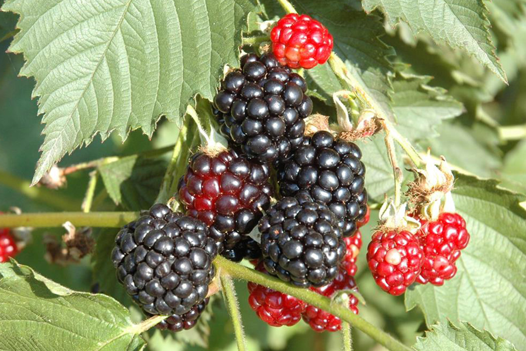 Brombeeren aus dem eigenen Garten – mit JUMBO
