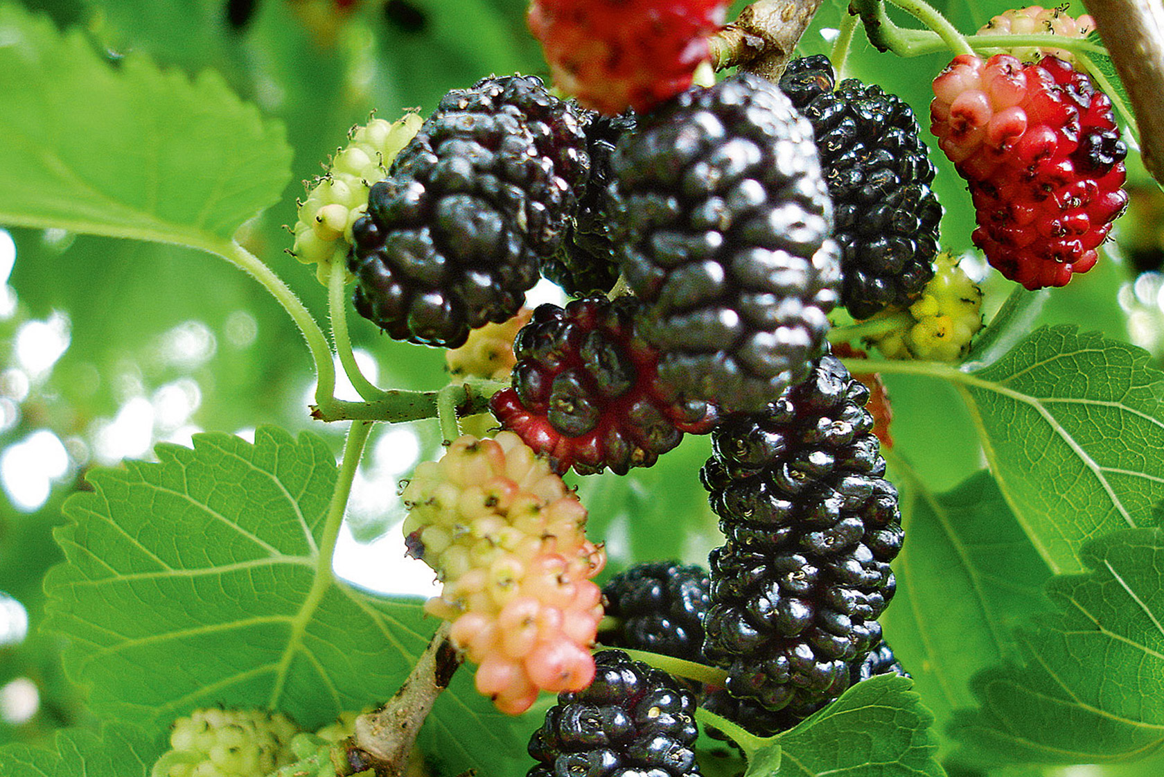 Maulbeeren aus dem eigenen Garten – mit JUMBO