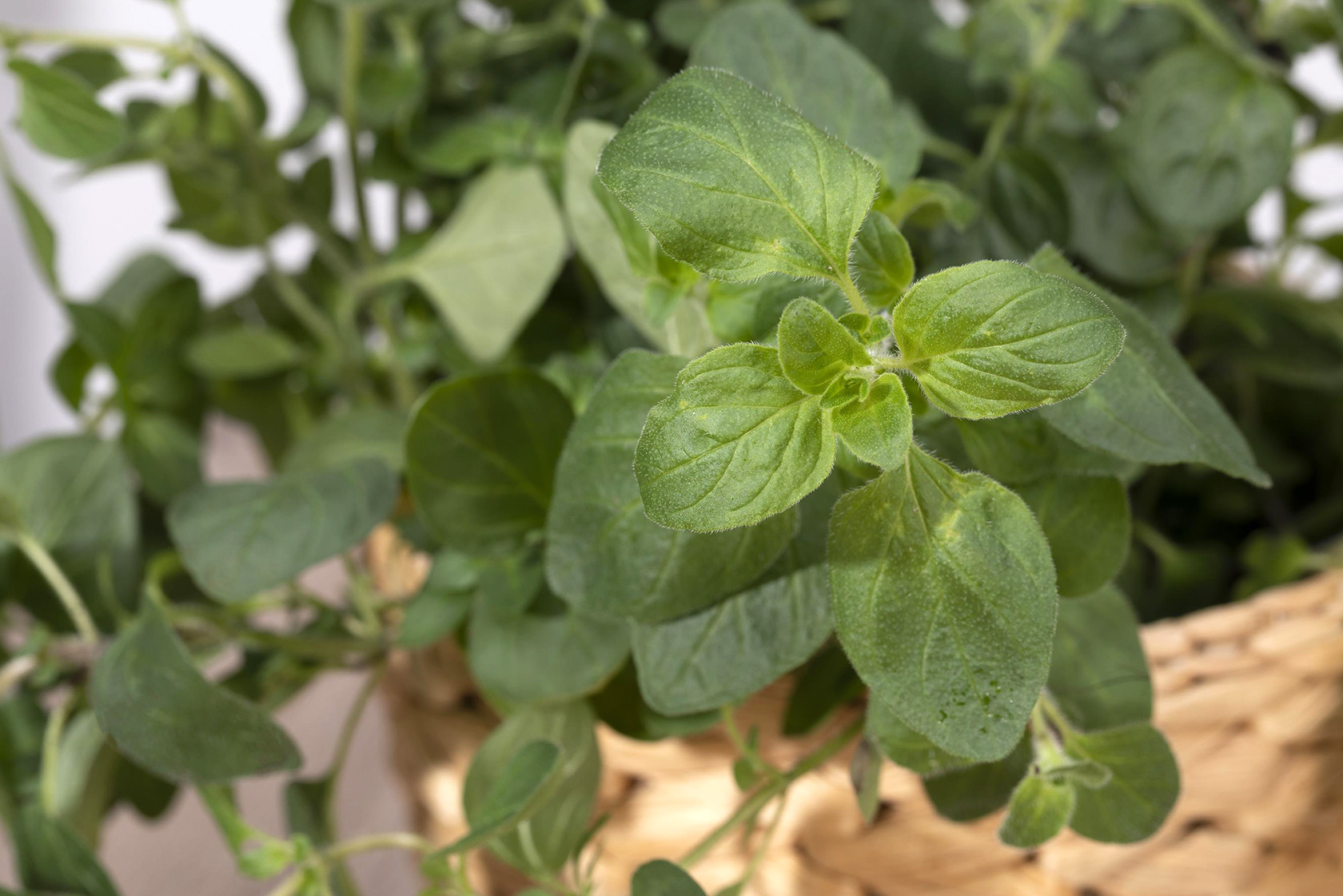 Oregano – alles Wissenswerte bei JUMBO