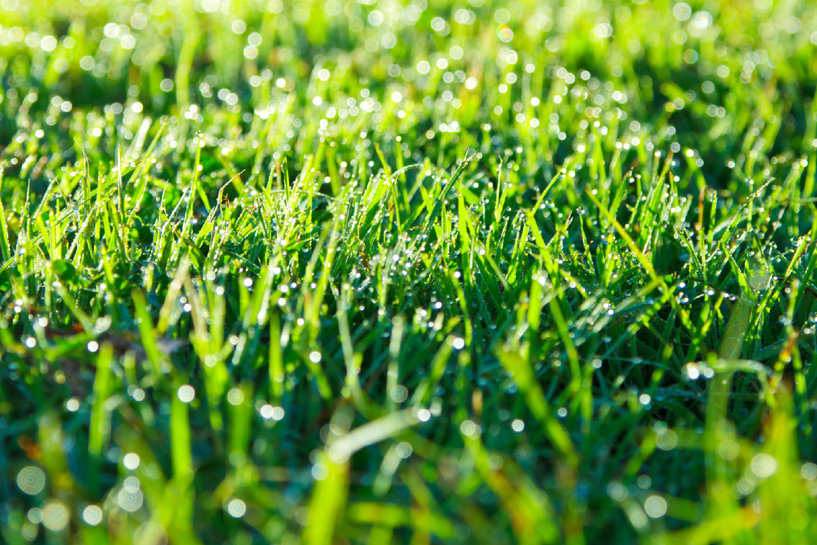 Rund um deinen Rasen – JUMBO