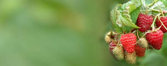 Himbeeren aus dem eigenen Garten – mit JUMBO