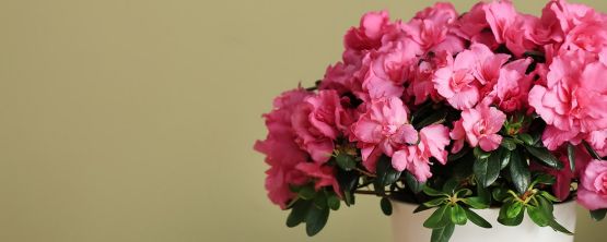 Azaleen richtig pflegen mit JUMBO