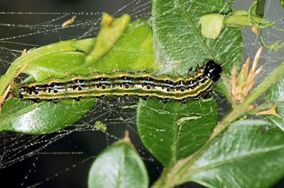 Buchsbaumzünsler