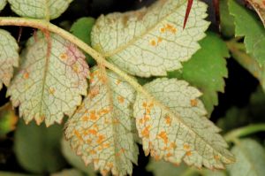 Rost