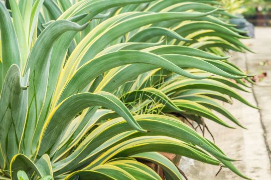 Amerikanische Agave | JUMBO