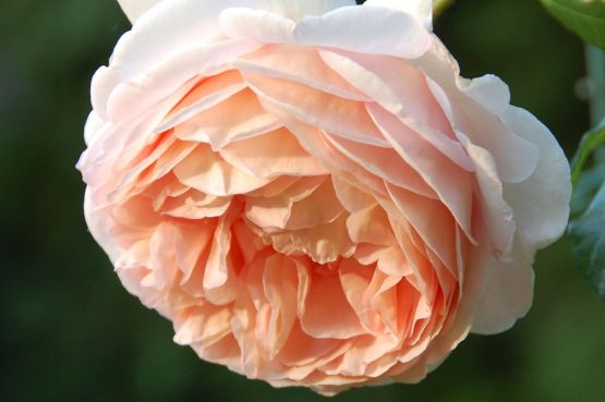 Englische Rose rosa | JUMBO