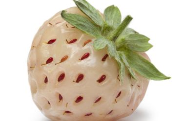Erdbeere ProSpecieRara Weisse Ananas | JUMBO