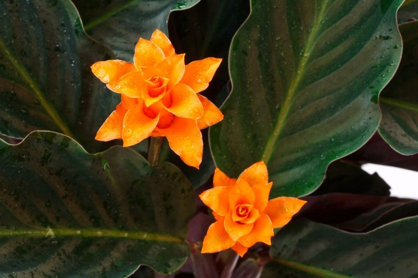 Gelbe Calathea | JUMBO