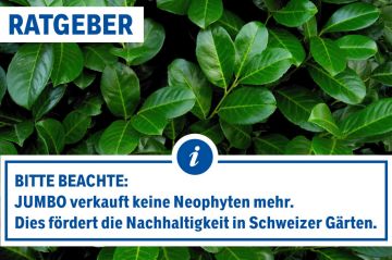 Kirschlorbeer 'Rotundifolia' | JUMBO