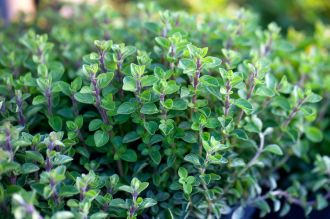 Oregano | JUMBO