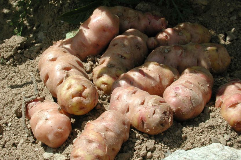 Saatkartoffeln ProSpecieRara Parli | JUMBO