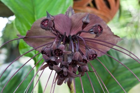 Tacca | JUMBO