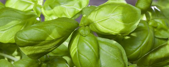 Tout sur le basilic chez JUMBO
