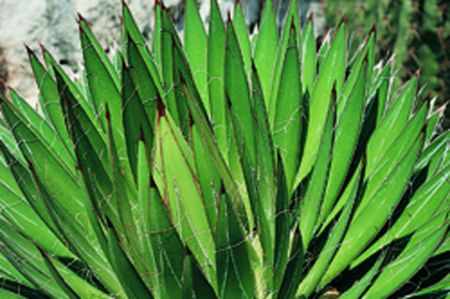 Agave | JUMBO