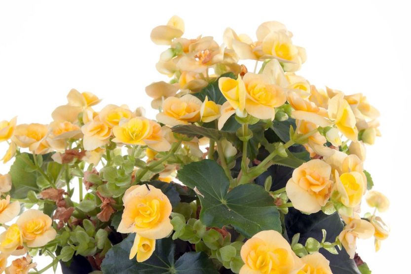 Bégonia eliator | JUMBO