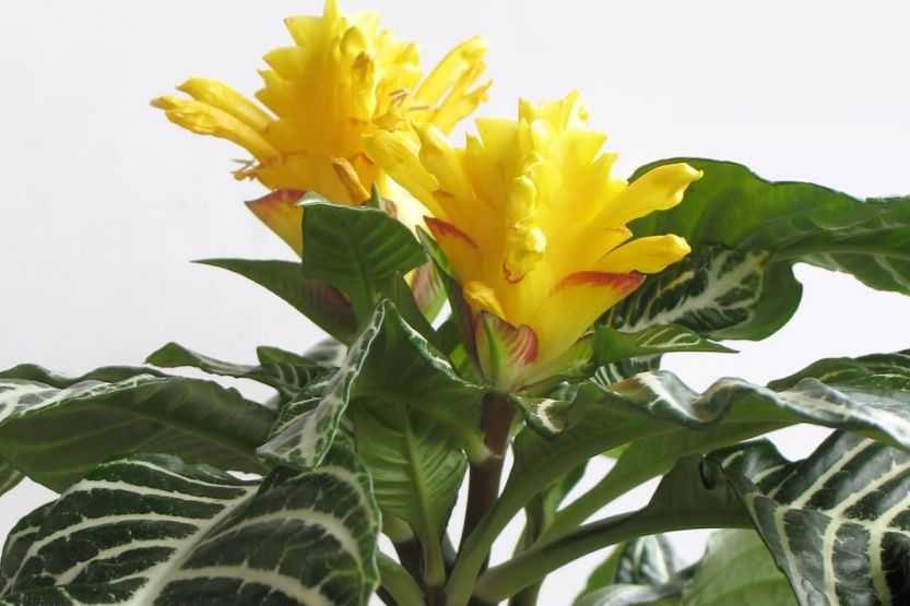 Plante zèbre | JUMBO