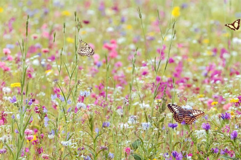 Come creare un prato fiorito in 5 semplici passi – JUMBO