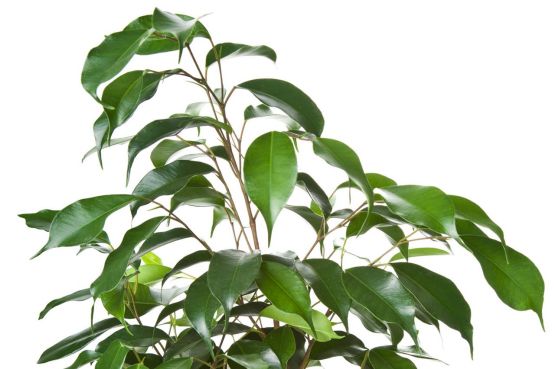 Ficus | JUMBO