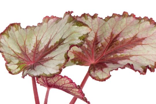 Begonia rex | JUMBO