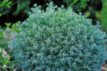 Cipresso nano blu | JUMBO