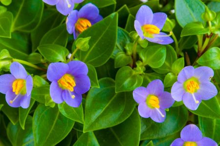 Exacum | JUMBO