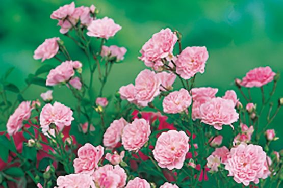 Rosa tapezzante rosa, rossa | JUMBO