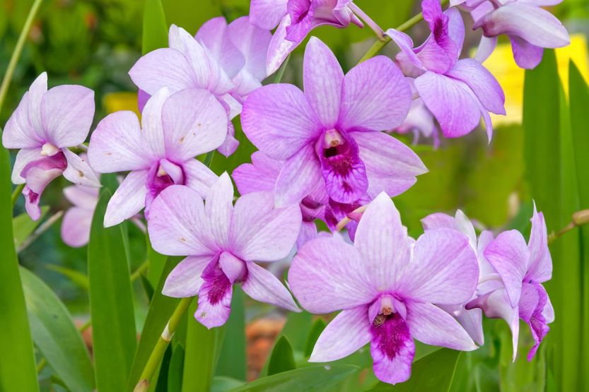 Dendrobia | JUMBO