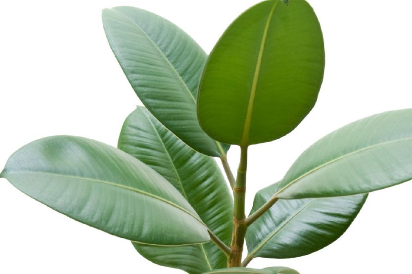 Fico del caucciù | JUMBO