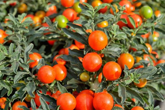 Pianta del sole | JUMBO