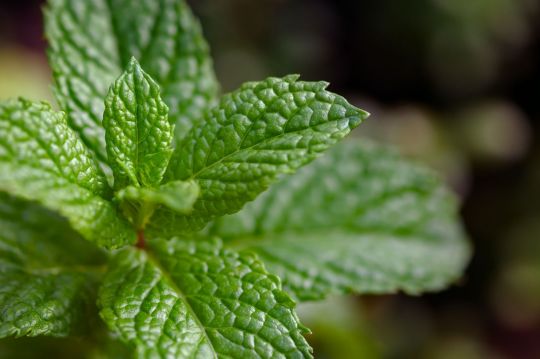 Menta marocchina | JUMBO