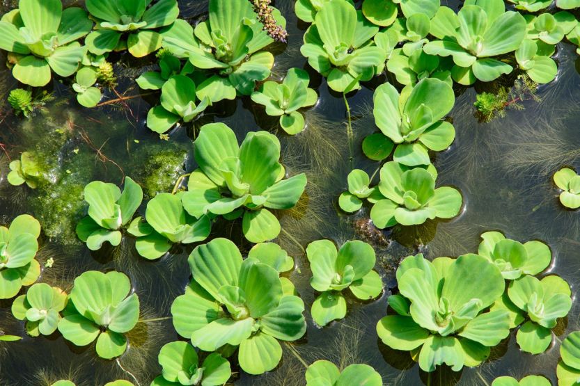 Pistia stratiotes | JUMBO