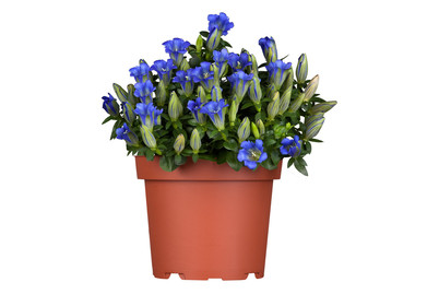 Enzian, leuchtend blaue Blüten, Topf Ø 12 cm kaufen bei JUMBO