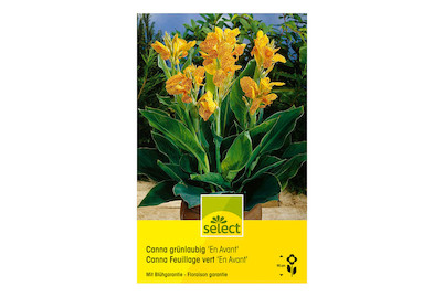 select Balisier des Indes (Canna indica hybrides) En Avant feuillage ...