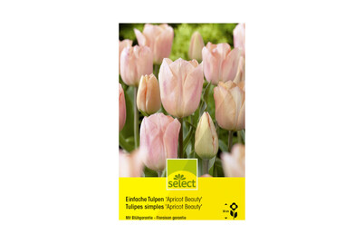 Select oignons à fleurs Tulipes simples 'Apricot Beauty' Acheter chez JUMBO