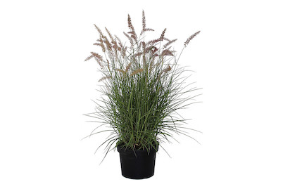 Feines Federborstengras - Pennisetum orientalis 'Karley Rose' 60-80 ...