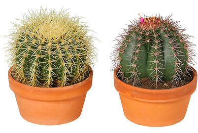 Cactus boule, taile du pot Ø17cm (Cactus, boule) Acheter chez JUMBO