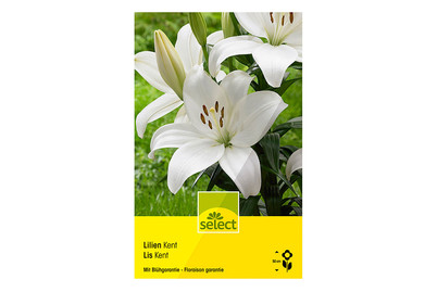 Select Lis Kent Acheter chez JUMBO