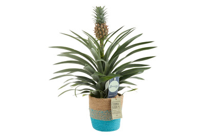 ANANAS A. FRUITS D.PANIER EN JUTE P13 Acheter chez JUMBO