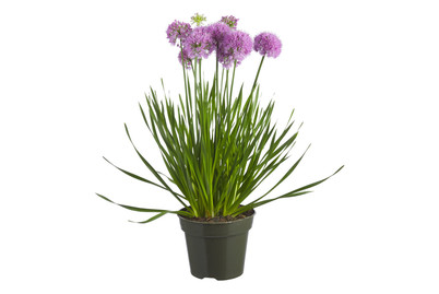 ALLIUM SENESCENS MILLENIUM P17 Acheter chez JUMBO