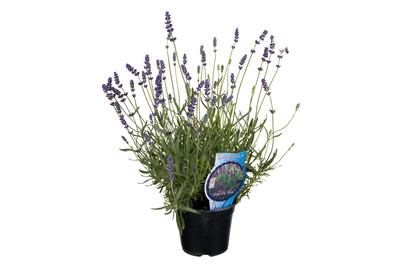 LAVANDULA 14ER TOPF kaufen bei JUMBO