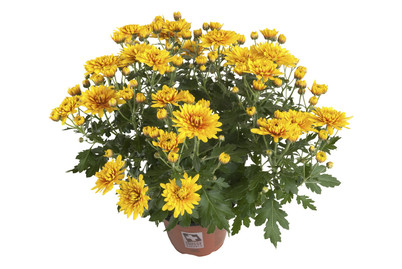 CHRYSANTHEMUM MUMS P12 kaufen bei JUMBO