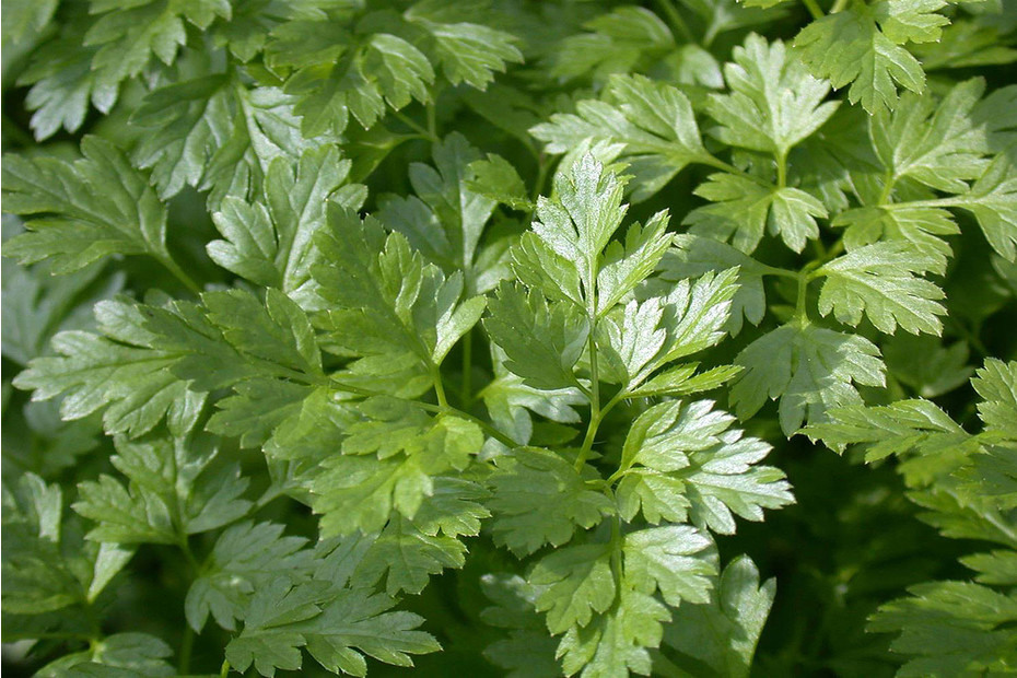 Persil plat (Petroselinum crispum (plat)), taille du pot Ø13cm Acheter ...